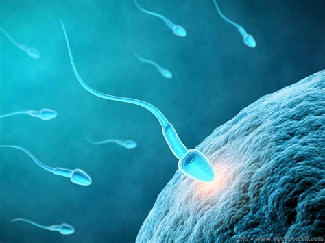 Fertilisation De Cellule D ovule Humain Par Le Spermatozoïde