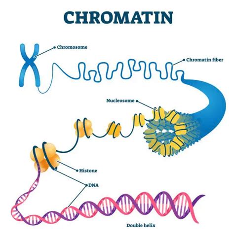 What Is The Relation Between Chromatin And Chromosomes Relationship