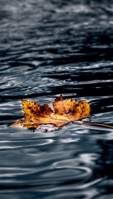 Hoja De Maple En El Agua Fondo De Pantalla K Hd Id