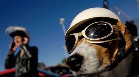 Llevar Perro En Moto Es Legal