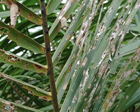 Hama Ulat Kantong Pada Tanaman Kelapa Sawit Bisa Turunkan Produksi