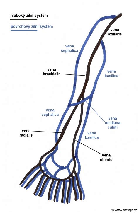 Vena brachialis Medicína nemoci studium na 1 LF UK