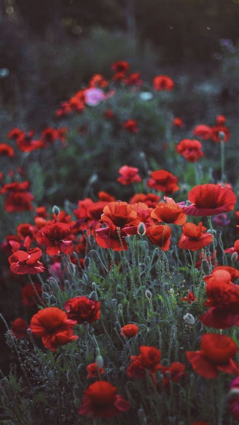 Aesthetic Red Flower Field Wallpapers Wallpaper Cave