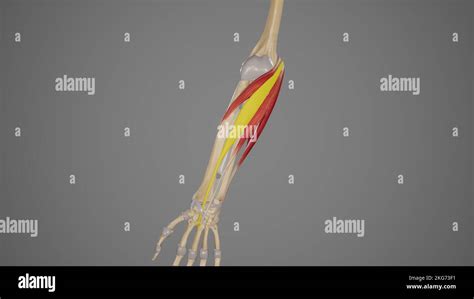 Forearm Muscles Flexor Carpi Radialis Stock Photo Alamy
