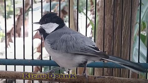 Guru Vokal Burung Gelatik Wingko Batu Gacor Suara Ngeplong YouTube