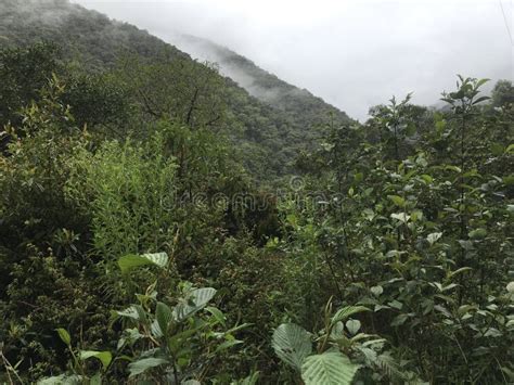 Landscape Of National Park Manu In Peru Natural Outdoor Background Of Rainforest Trees Plants