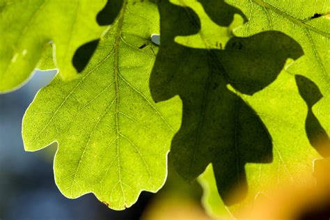 1920x1080 Wallpaper Green Leaves Peakpx