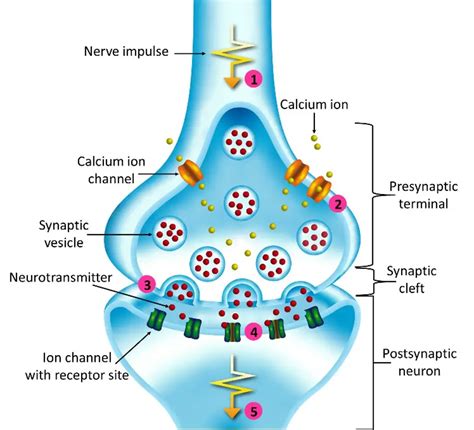Synapse Definition Structure Principles Types Function Biology