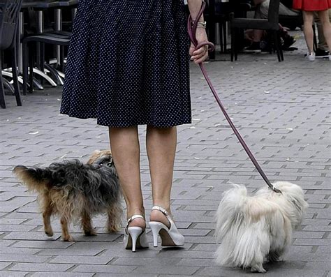 Une lourde amende pour les Français qui promènent leur chien sans