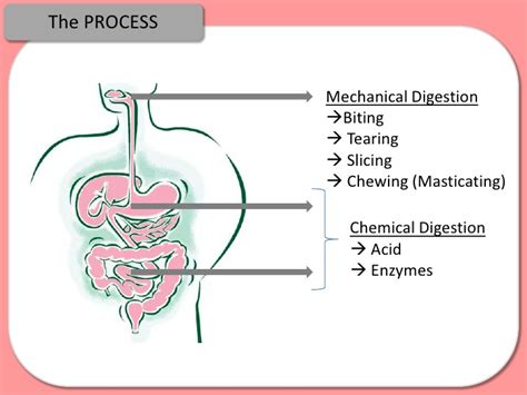 What Organs Are Involved In Chemical Digestion
