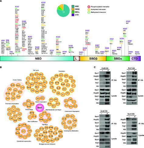 Direct Interactors Of Yeast Hsp Identified By Xl Ms A Schematic