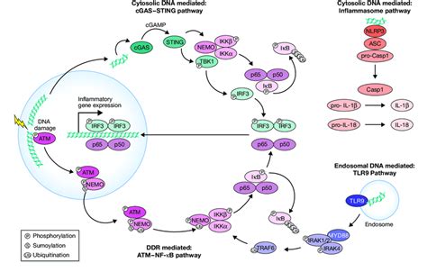 DNA Damage Initiates Inflammatory Signaling Through DDR And CGAS STING