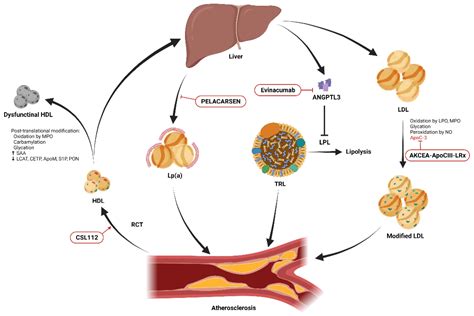Biomedicines Free Full Text Lipids And Lipoproteins In Health And