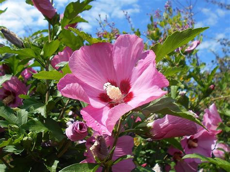 Aprender Sobre Imagem Quais Os Tipos De Hibisco Br Thptnganamst