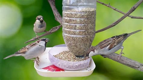 Cómo hacer comederos para pájaros guía paso a paso