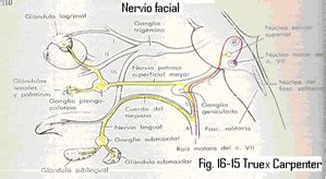 Netter De Anatomía Del Nervio Facial