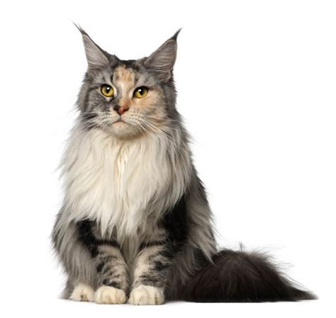 Las Razas Como Es La Raza De Gato Maine Coon Maine Coon