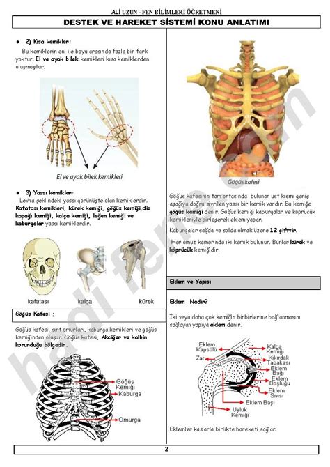 2 ÜNİTE VÜCUDUMUZDAKİ SİSTEMLER DESTEK VE HAREKET SİSTEMİ Hadi Fene