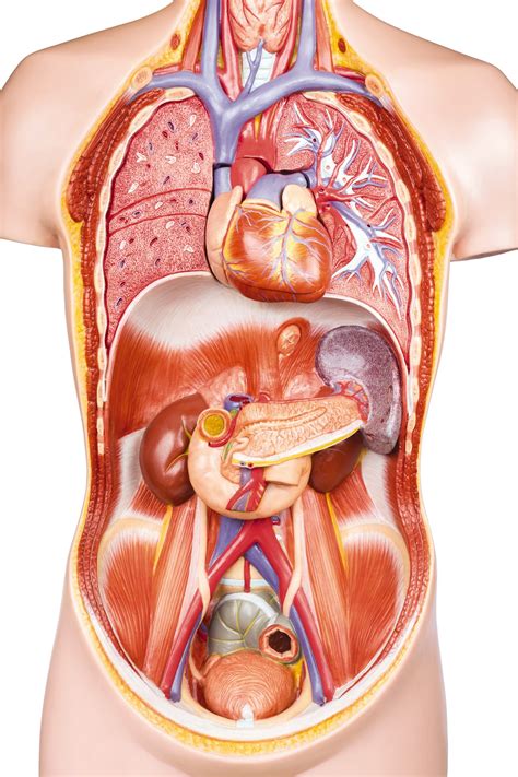 51 Images For Human Anatomy Organs Kodeposid