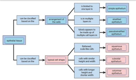 Epithelial Tissues Concept Map Allyce Maitilde