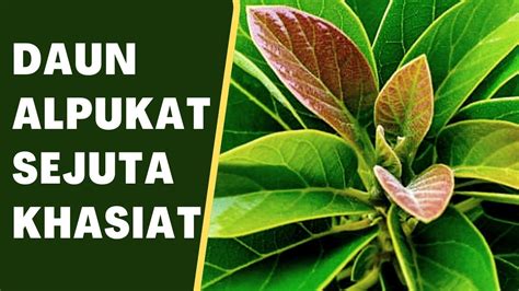 MANFAAT REBUSAN DAUN ALPUKAT UNTUK KESEHATAN YouTube