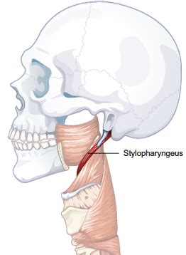 MUSCLES OF PHARYNX Flashcards Quizlet