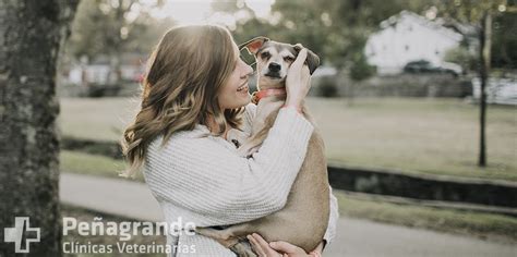Por qué esterilizar o castrar a tu perro o gato Peñagrande Clinicas