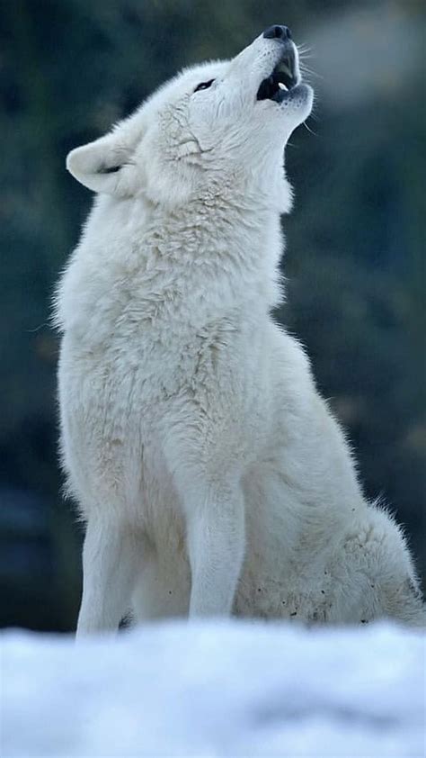 White Wolf Wallpapers For Iphone At Virginia Hill Blog