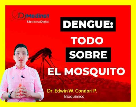 AEDES AEGYPTI LO QUE NECESITAS SABER TODO SOBRE EL MOSQUITO DEL DENGUE