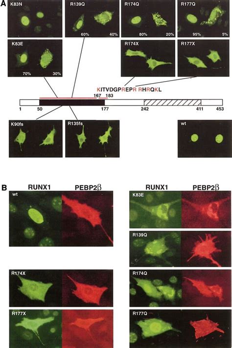 subcellular localization of mutant runx1 proteins and colocalization download scientific