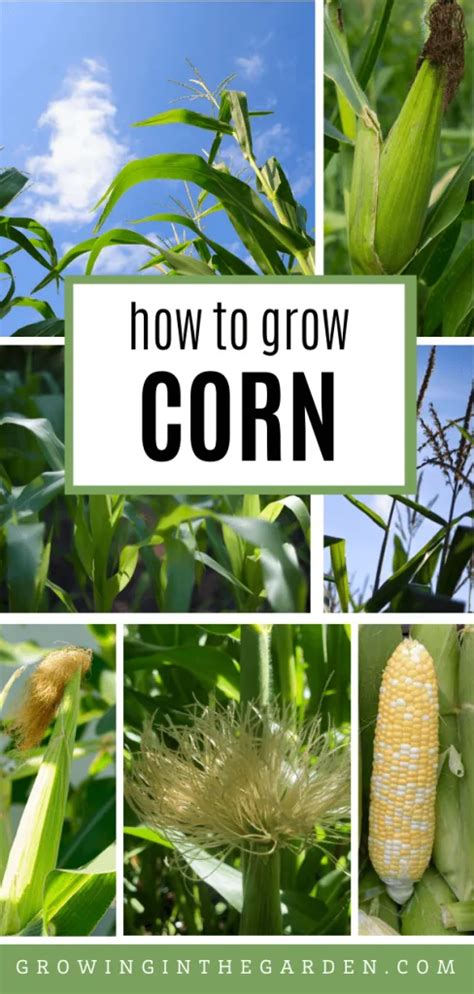 How To Grow Corn Growing In The Garden