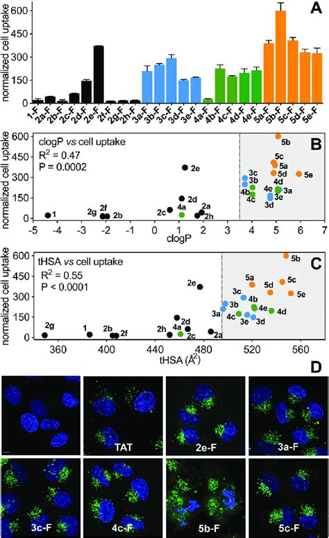 A Cell Uptake Of FITC Labelled Peptides 5 MM In HeLa Cells Measured