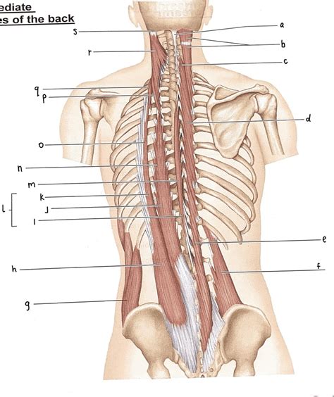 Intermediate And Deep Muscles Of Back Diagram Quizlet