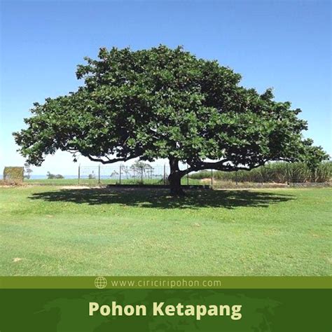 Mengenal Jenis Jenis Pohon Ketapang Ciriciripohon