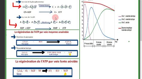 SVT Les 3voies De La Regeneration De L ATP Au Niveau Du Muscle Suite