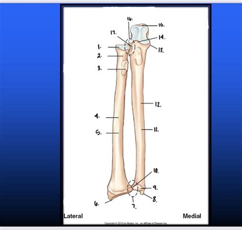 Forearm Radius And Ulna Flashcards Quizlet