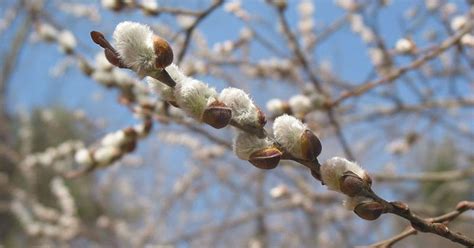 Types Of Pussy Willow Trees Easy Going Simple To Grow
