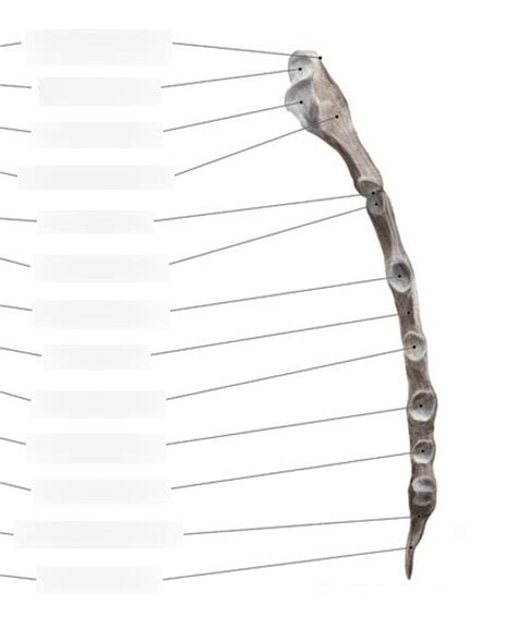 Sternum Labeled Anatomy Diagram Quizlet
