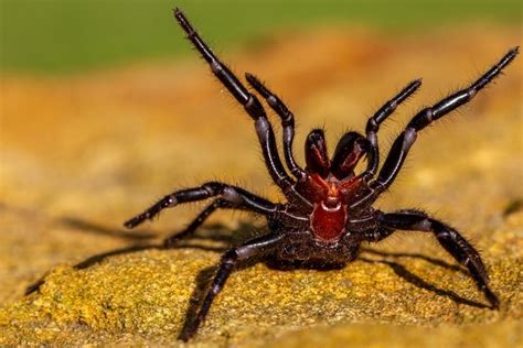 Aranha Mais Mortal Do Mundo Mata Em Poucos Segundos