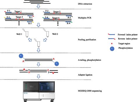 the workflow of the multiplex pcr amplicon sequencing assay download scientific diagram