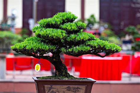Cây tùng la hán Ý nghĩa đặc điểm cách trồng và chăm sóc Vườn An Nam