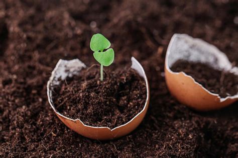 Guía de fertilización efectiva con cáscara de huevo para tus plantas