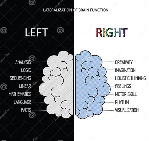 Linkes Und Rechtes Gehirn Arbeitet Informationen Vektor Abbildung Illustration Von
