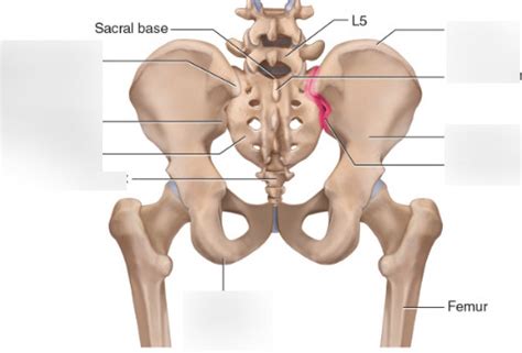Posterior Pelvic Markings Diagram Quizlet