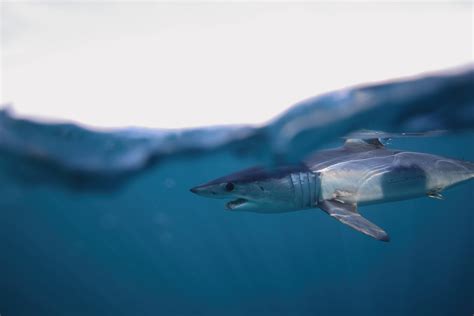 Tubarão Mako Aparece Em Praia De Barra Do Sul Sc Surf Hardcore