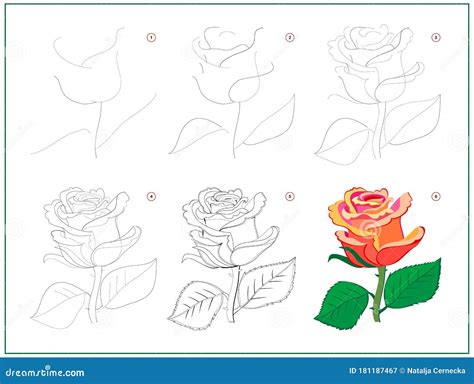 La Página Muestra Cómo Aprender a Dibujar Paso a Paso Una Hermosa Flor
