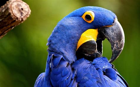 Burung Macaw Biru Biru Macaw Burung Wallpaper HD Wallpaperbetter