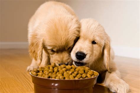 Cu Ntas Veces Debe Comer Un Perro Al D A Cantidad Y Horarios