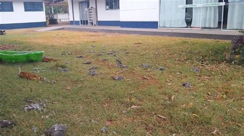 Mais de 700 pombos são encontrados mortos em pátio da Apae em MT Mato