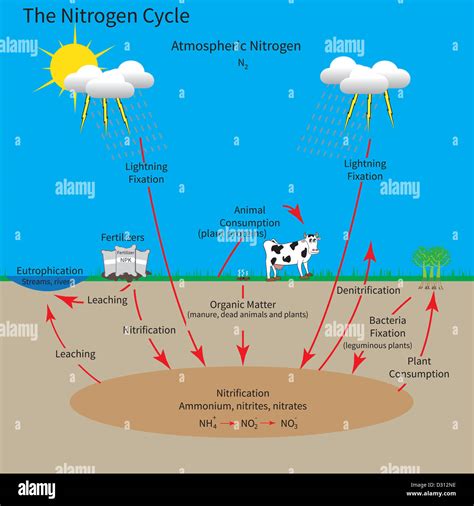 Nitrogen Cycle Definition Steps And Importance